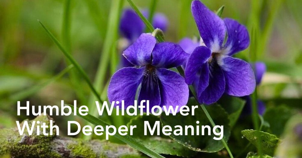 State Flower of New Jersey - the Common Meadow Violet