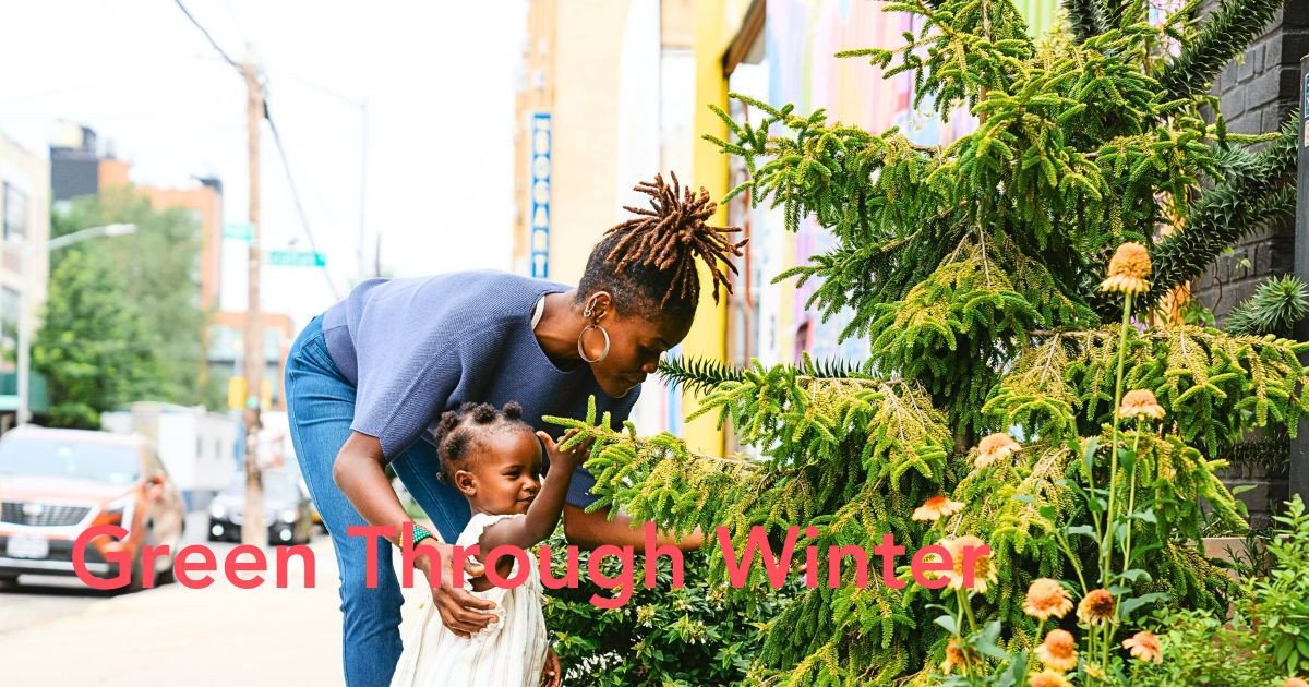 Meaning and Traditions Behind 'Look for an Evergreen Day'