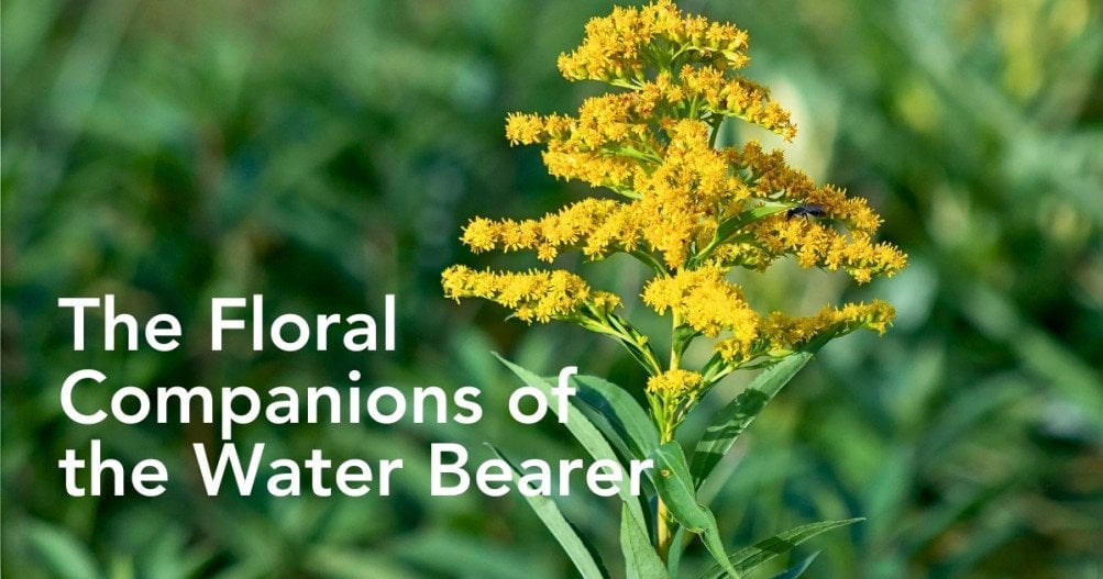 The Aquarius Flower - All About the Flowers of This Air Sign