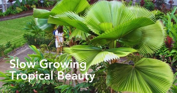 Licuala Grandis Also Known as the Ruffled Fan Palm