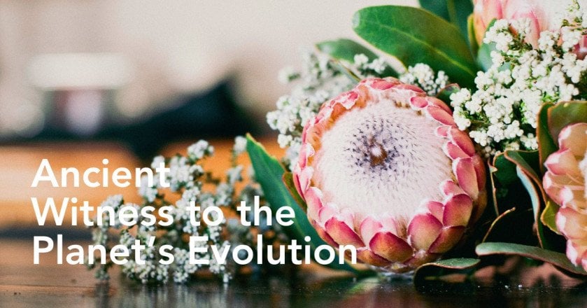 Protea Flower Meaning - Its History and Symbolism